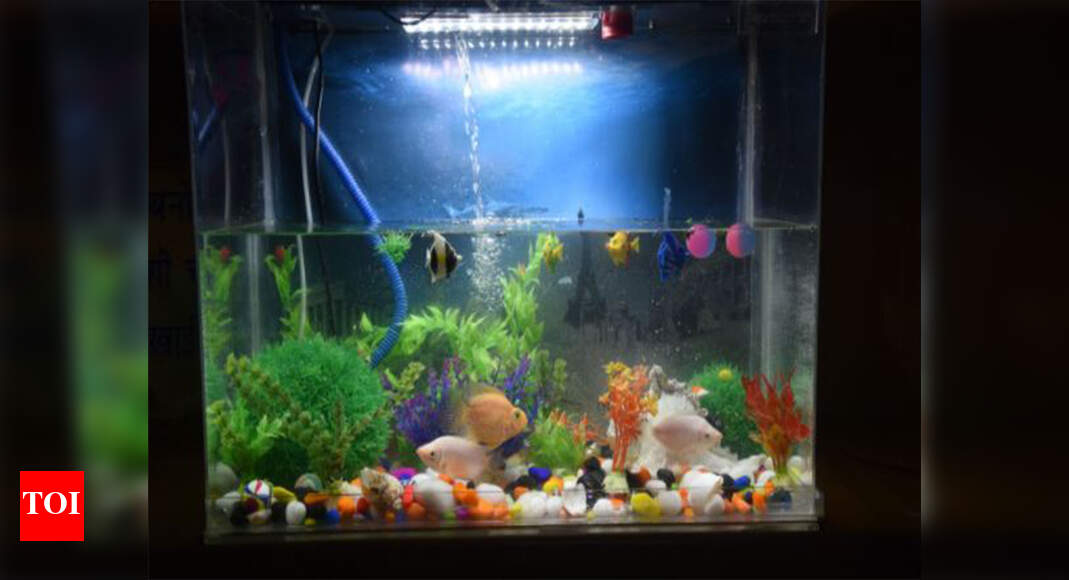 MPEDA launches subsidy scheme for aquarium fish breeding units ...