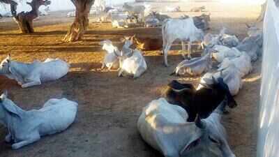 Food poisoning affects 200 cows in Banaskantha, leaves 29 dead | Rajkot ...
