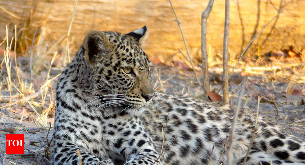 SGNP animal census indicates increase in leopard prey base | Mumbai ...