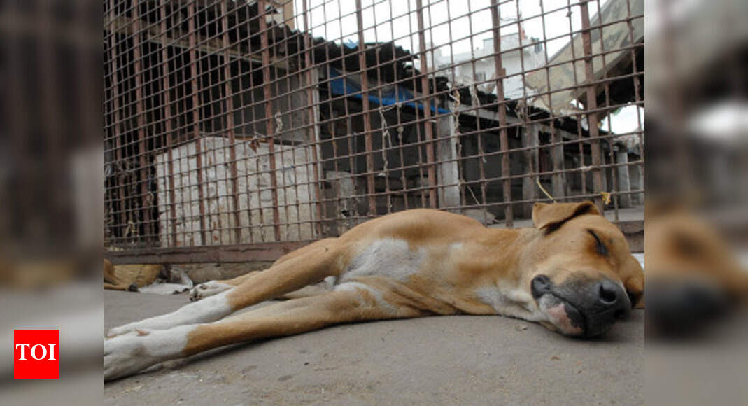 Animal Cruelty: Major beats 3 stray dogs to death in Dehradun ...
