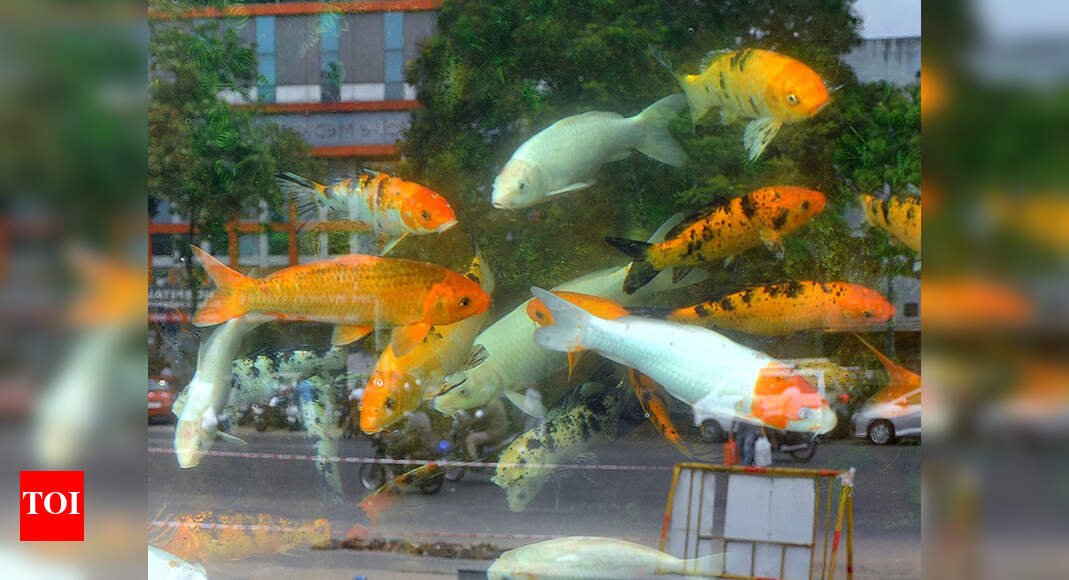 Country's 1st ornamental fish park in Chennai by August | Chennai News ...
