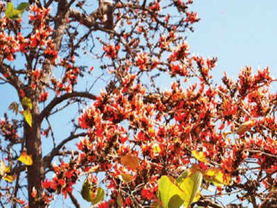 State Flower Dhak: Chandigarh's official flower, dhak, set for comeback ...