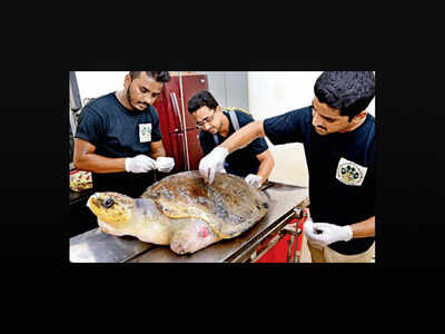 Hope floats for injured sea turtles as Dahanu group ensures rescue ...