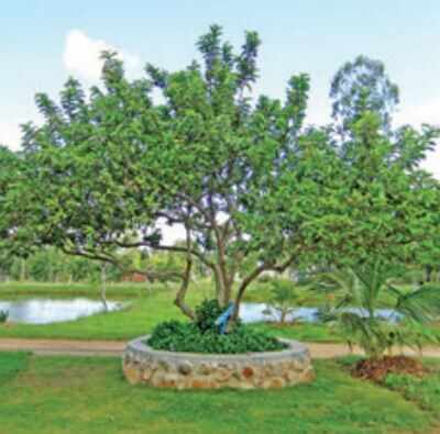 Guava trees sprout on drought-hit farms | Madurai News - Times of India
