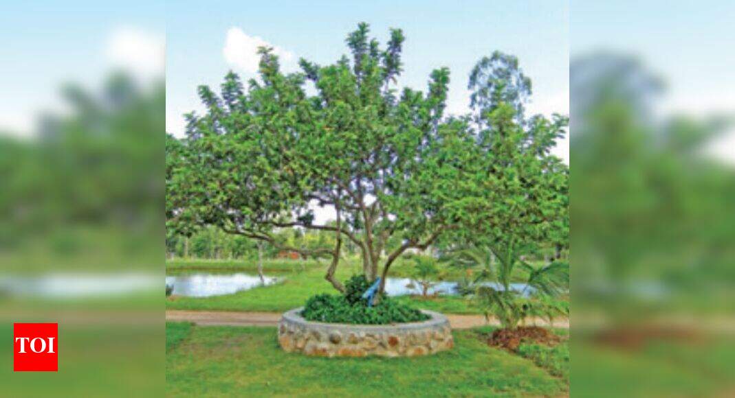 Guava trees sprout on drought-hit farms | Madurai News - Times of India