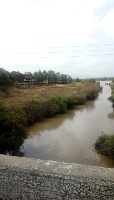 mangrove destruction in Naigaon west - Times of India