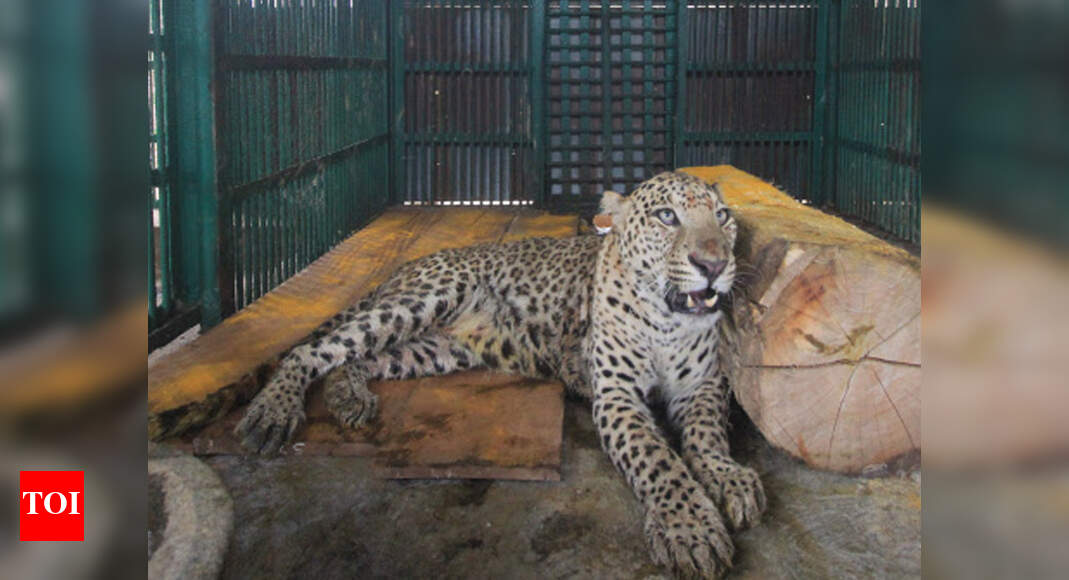 Leopard mauls four-year old to death in Odisha village | Bhubaneswar ...