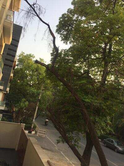 Tree danger - Times of India