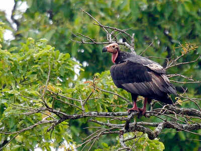 Seminar organized to discuss about endangered vultures | Nagpur News ...