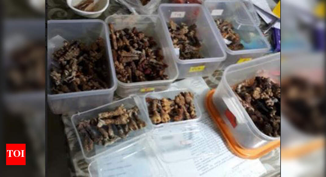 Monitor Lizards: Crime Branch seizes dried organs of monitor lizards ...