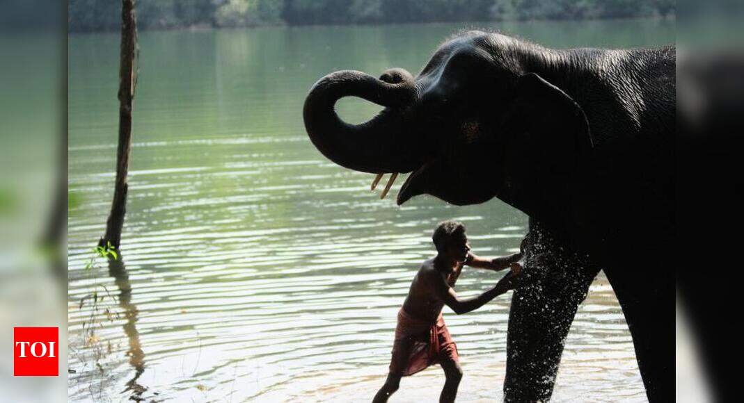 Major facelift for Kottoor elephant sanctuary on cards ...