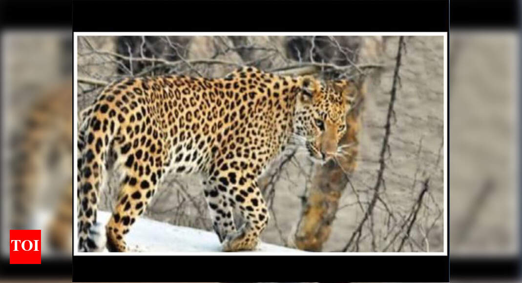 A first in world: Rajasthan to get leopard reserves | Jaipur News - The ...