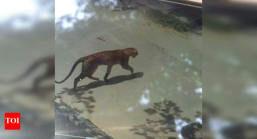 Four injured in leopard attack in Allahabad village | Allahabad News ...