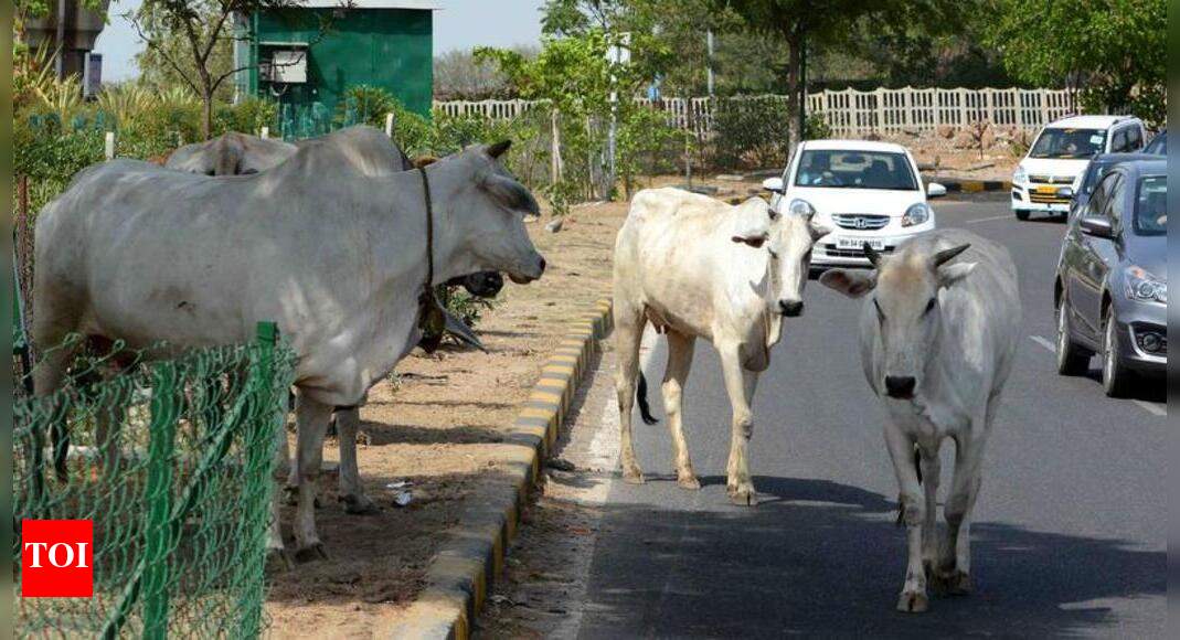 Stray Cows: Drive to give all stray cows a shelter | Gurgaon News ...