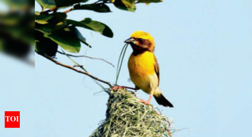Nation-wide survey of baya birds to take off on June 4 | Pune News ...