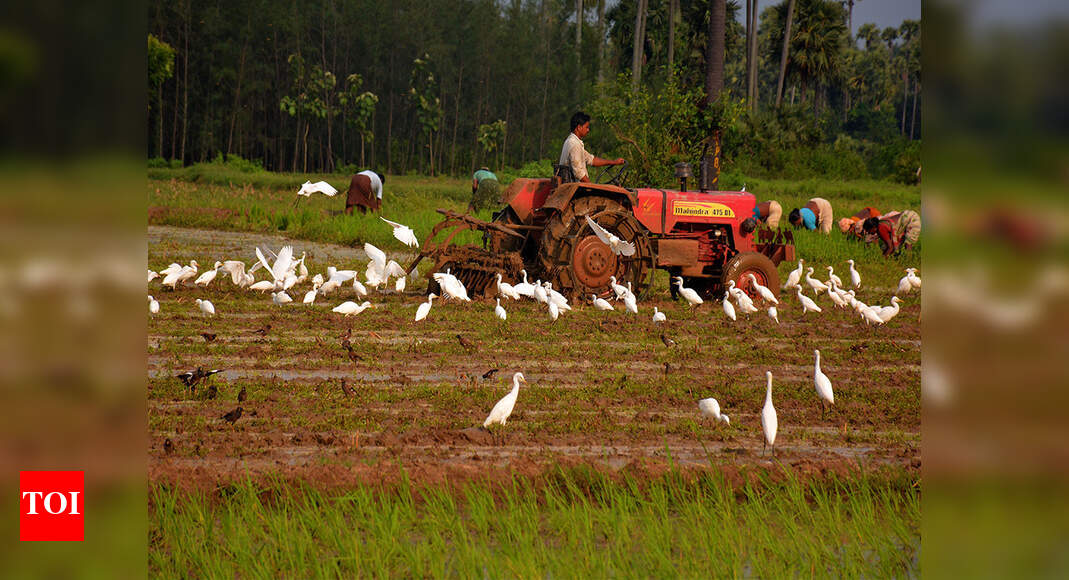 Madurai farmers reap fruits of high density farming | Madurai News ...