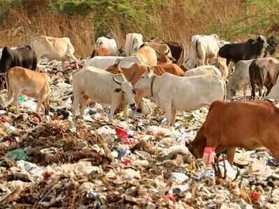 beef ban - Times of India