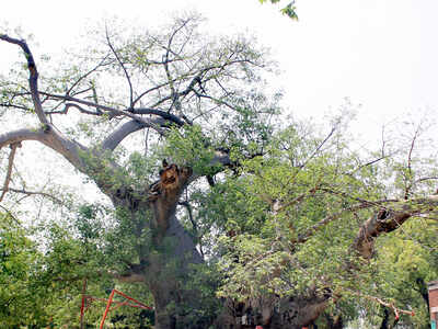 Tree census begins in Surat | Surat News - Times of India