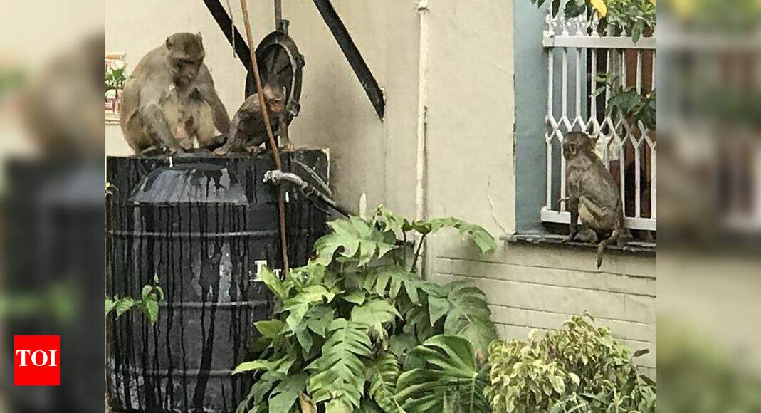 Monkey menace terrorises residents - Times of India