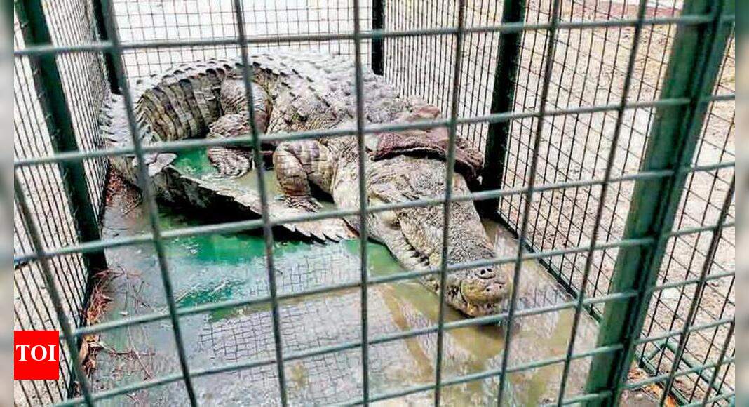 7-foot croc rescued from Nimeta village | Vadodara News - Times of India