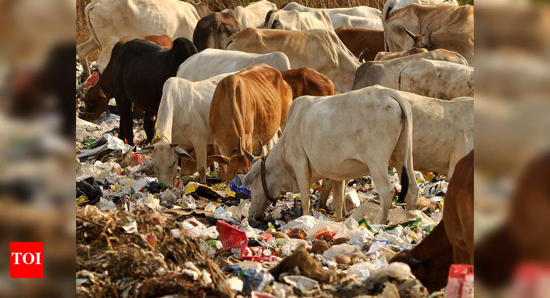 1,000 cows die every year in Lucknow after eating polythene | Lucknow ...