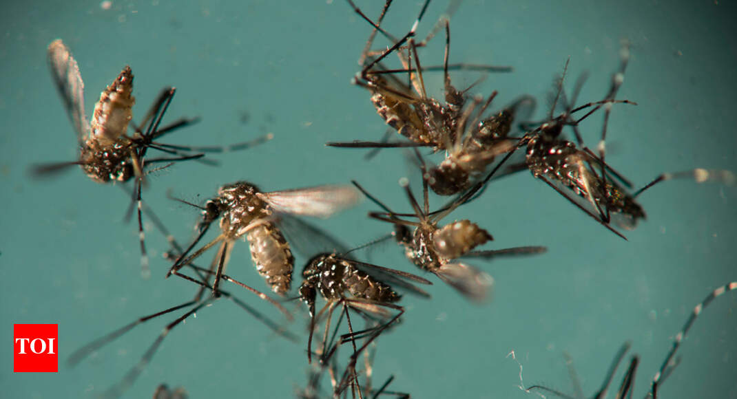Zika: Mathematical model joins Zika fight | Ahmedabad News - Times of India