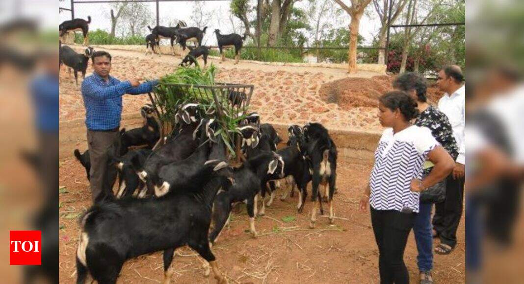 Goat Farming: Scientists explain scientific management of goats to ...