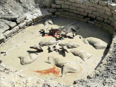 8 nilgais rescued from well | Rajkot News - Times of India
