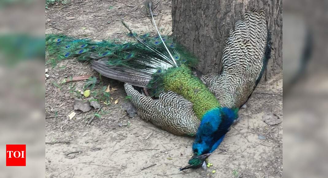 A dead peacock found at DDA Park, Asian Games Village - Times of India