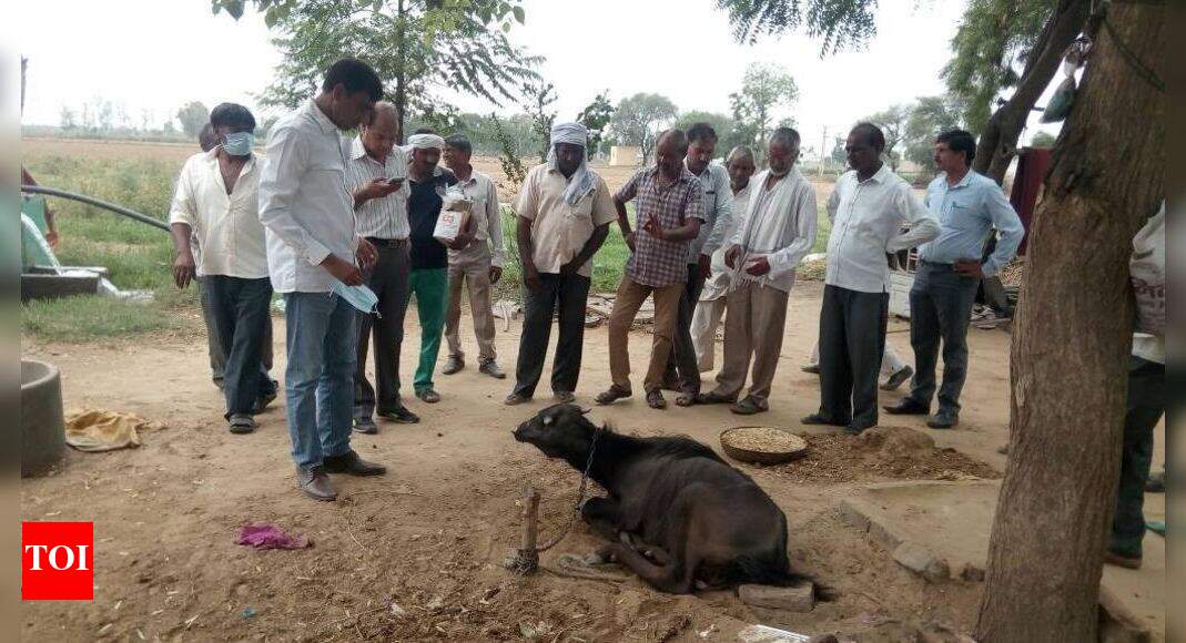 Rabies scare in village after cattles, poultry found dead | Gurgaon ...