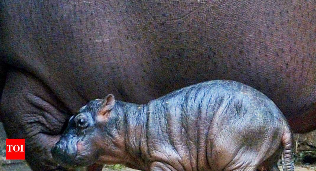 Hippo hurray! Bundle of joy at Delhi zoo | Delhi News - Times of India