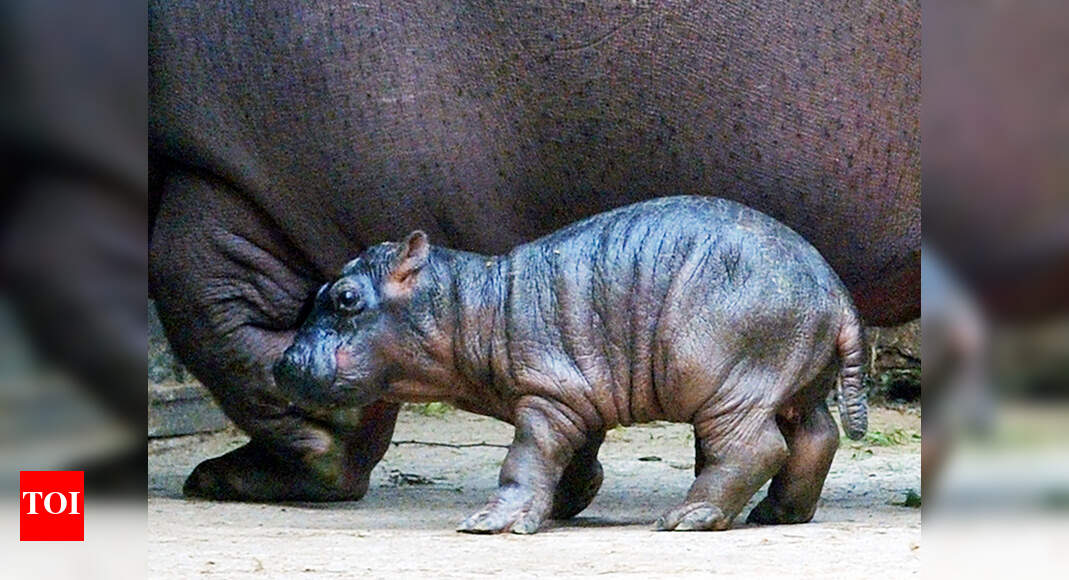Hippo hurray! Bundle of joy at Delhi zoo | Delhi News - Times of India