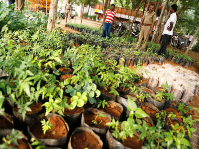 275 Saplings: MMB planted 275 saplings at Kashid beach and Dighi ...