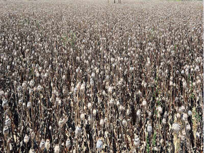 Consignment of doda post, opium seized | Jaipur News - Times of India