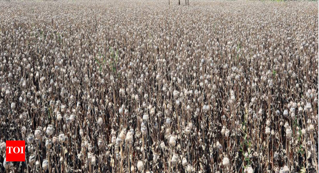 Consignment of doda post, opium seized | Jaipur News - Times of India