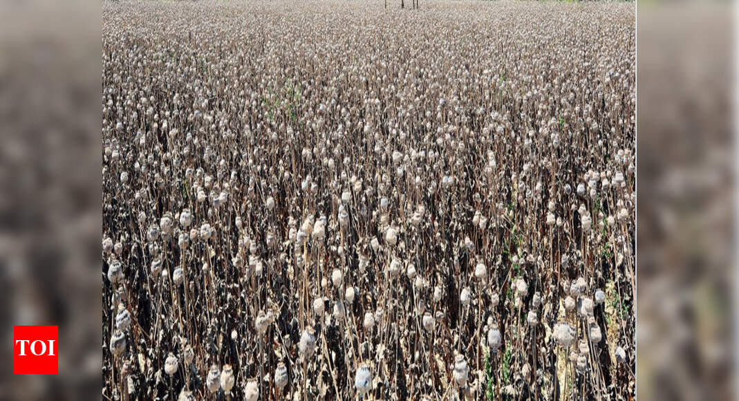 Consignment of doda post, opium seized | Jaipur News - Times of India