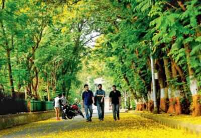 Where the streets have tree names | Mumbai News - Times of India