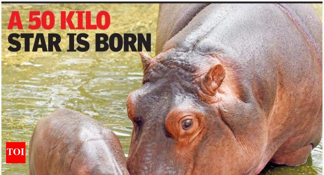 Hippo hurray! Zoo gets a bundle of joy | Delhi News - Times of India