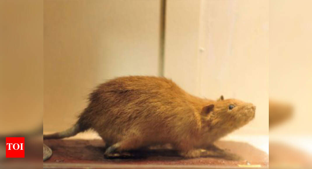 Rats nibble on baby's fingers at Rajasthan hospital | Jaipur News ...
