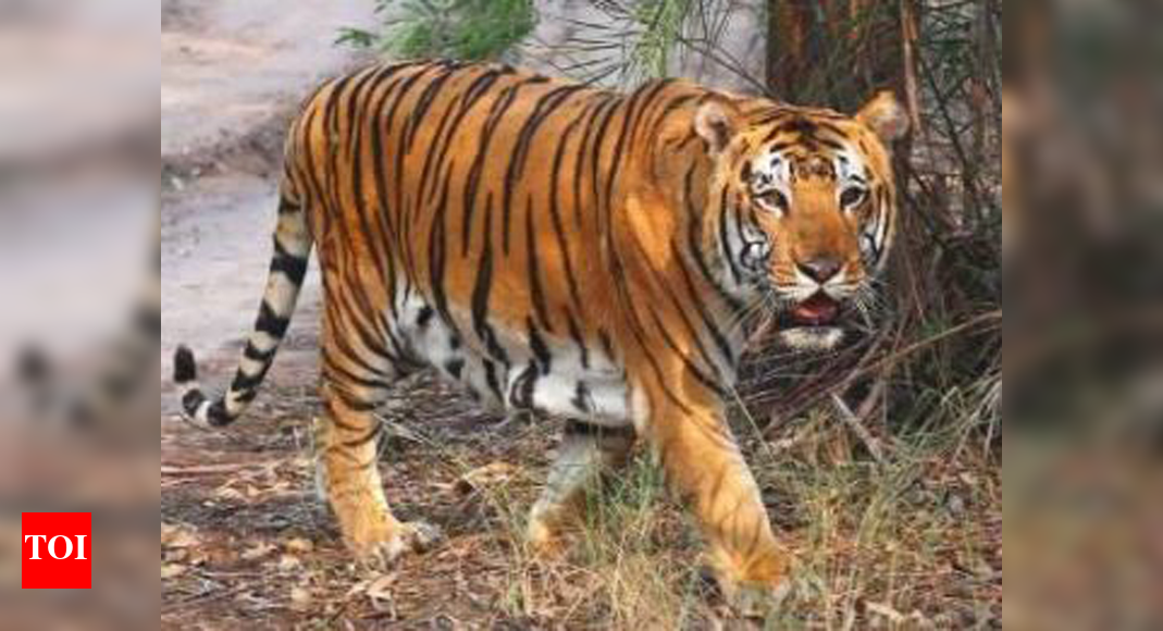 Tiger count in Kaziranga rises from 83 to 104 in 3 years - Times of India