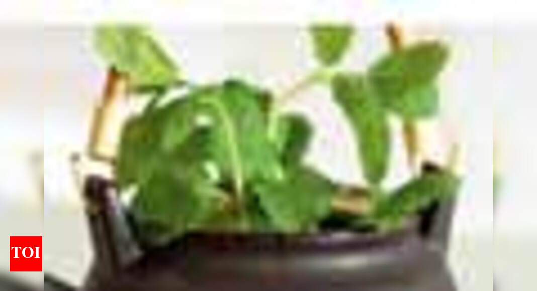 ‘Mint’ing the benefits - Times of India