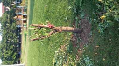 Making ‘chop’sticks out of shady trees - Times of India