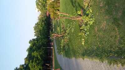 Making ‘chop’sticks out of shady trees - Times of India