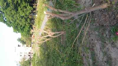 Making ‘chop’sticks out of shady trees - Times of India