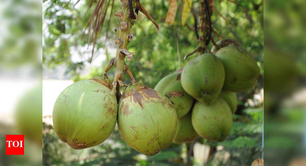 Matti: If coconut is the state tree, then what about Matti? | Goa News ...