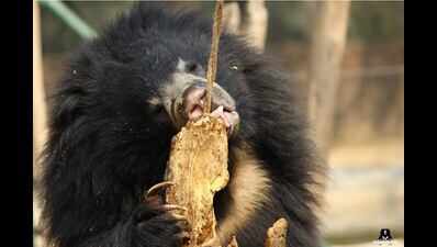 Wildlife SOS Agra Bear Rescue facility completes 18 years | Agra News ...