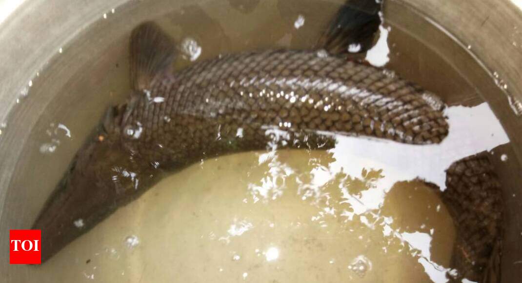 Bindusagar: Alligator gar fish found in Bindusagar tank | Bhubaneswar ...