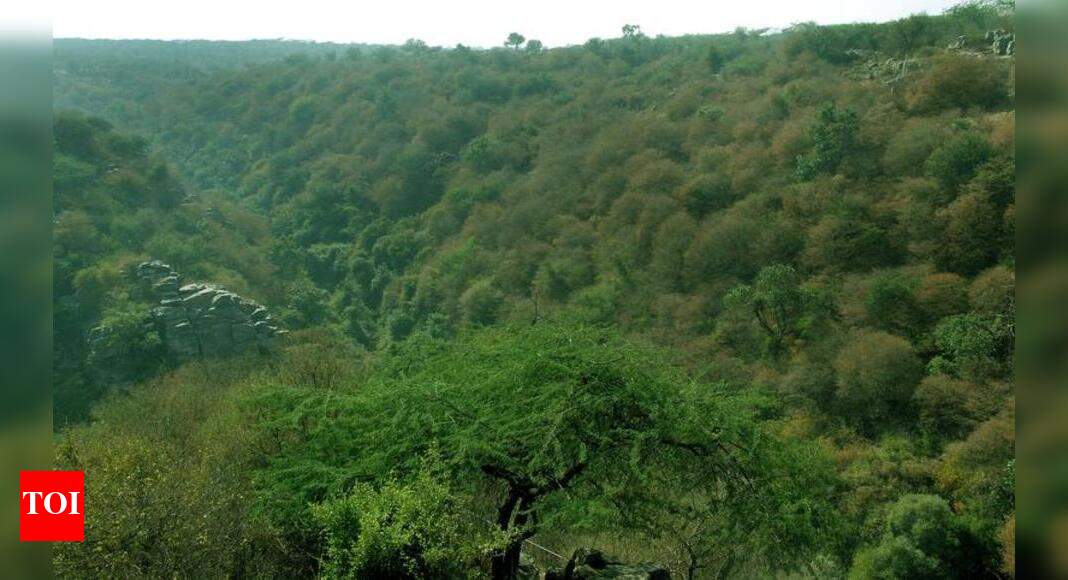 Tree order opens up big forest dept rift | Gurgaon News - Times of India