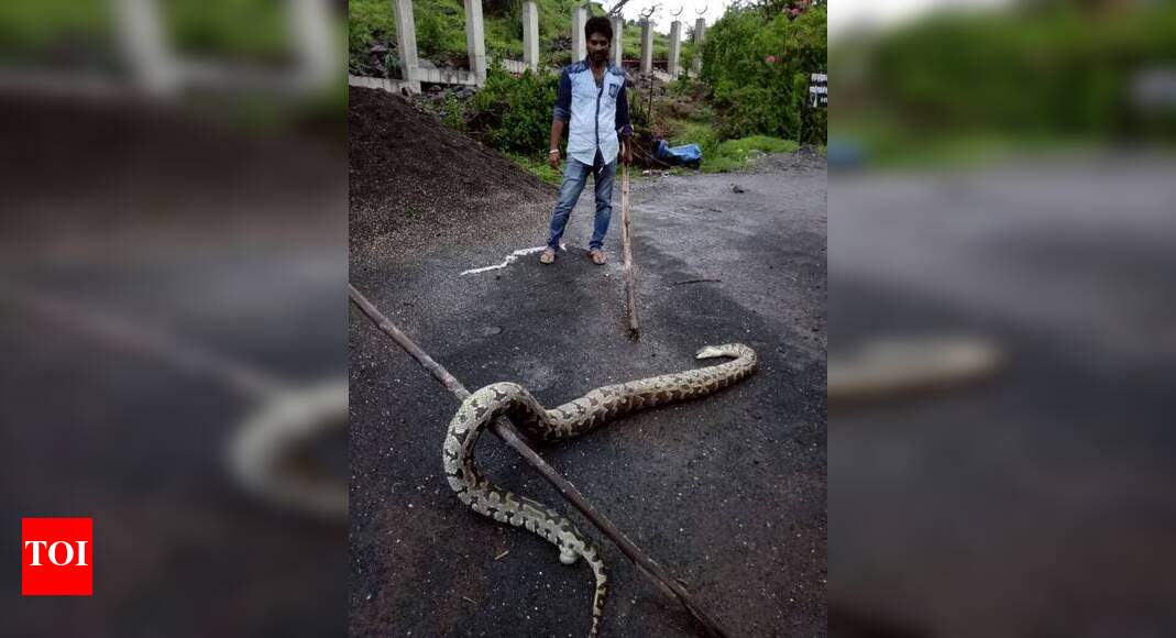 Python lying dead - Times of India