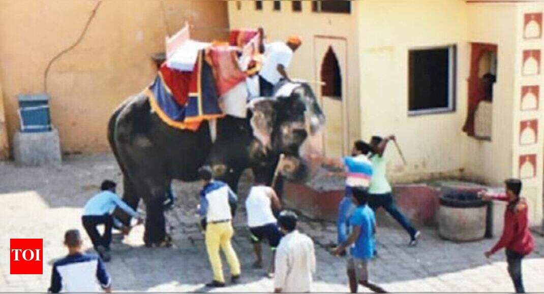 PETA: Tourists write to PETA on cruelty to elephant | Jaipur News ...